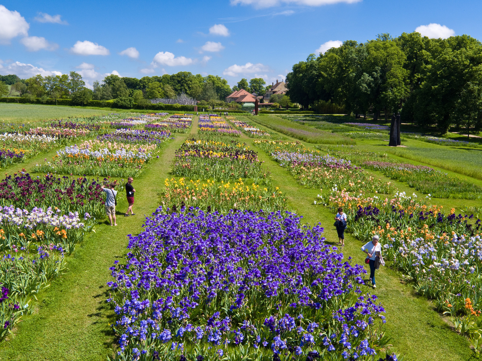 Les iris du Château de Vullierens